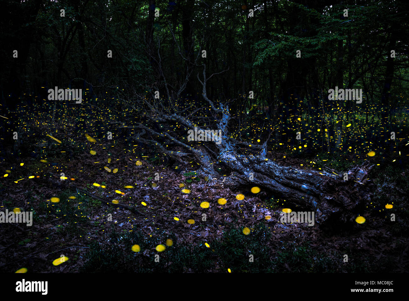 Frireflies flying around a fallen tree in the forest at dusk Stock ...