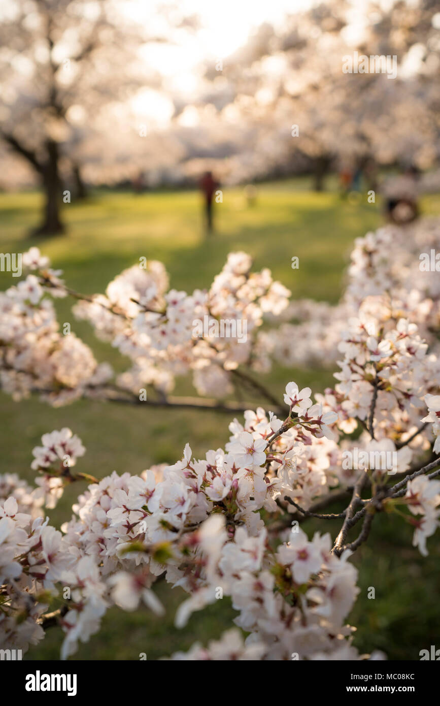 Showa Memorial Park, Tachikawa and Akishima City, Tokyo, Japan Stock ...