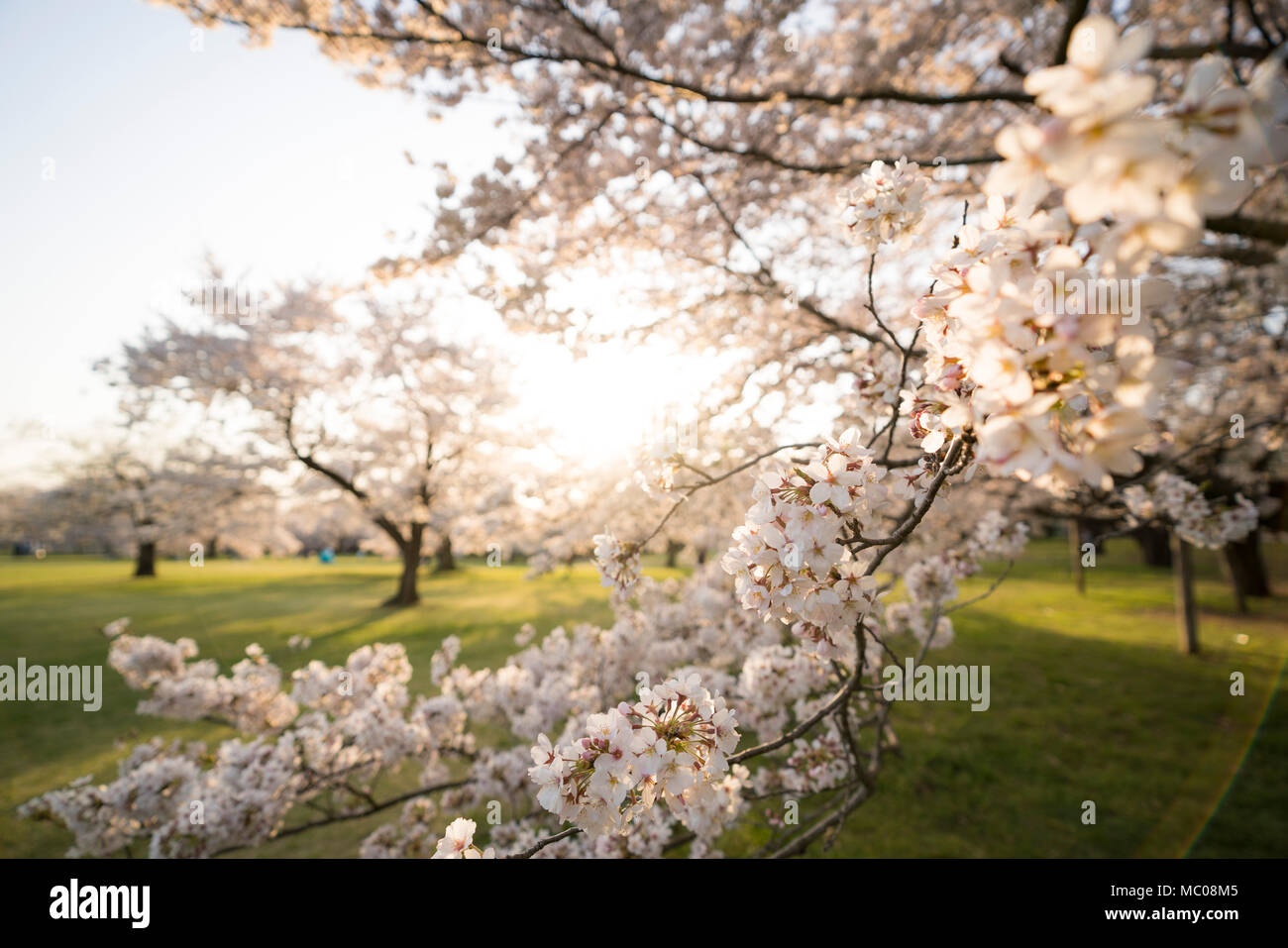 Showa Memorial Park, Tachikawa and Akishima City, Tokyo, Japan Stock ...