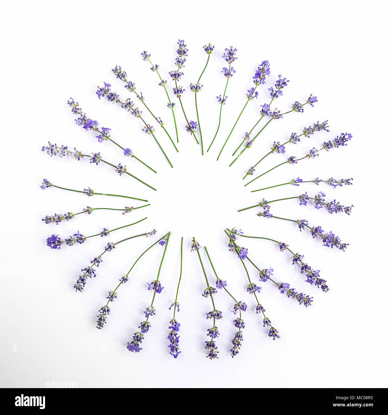 Fresh lavender flowers arranged in circle on a white background ...