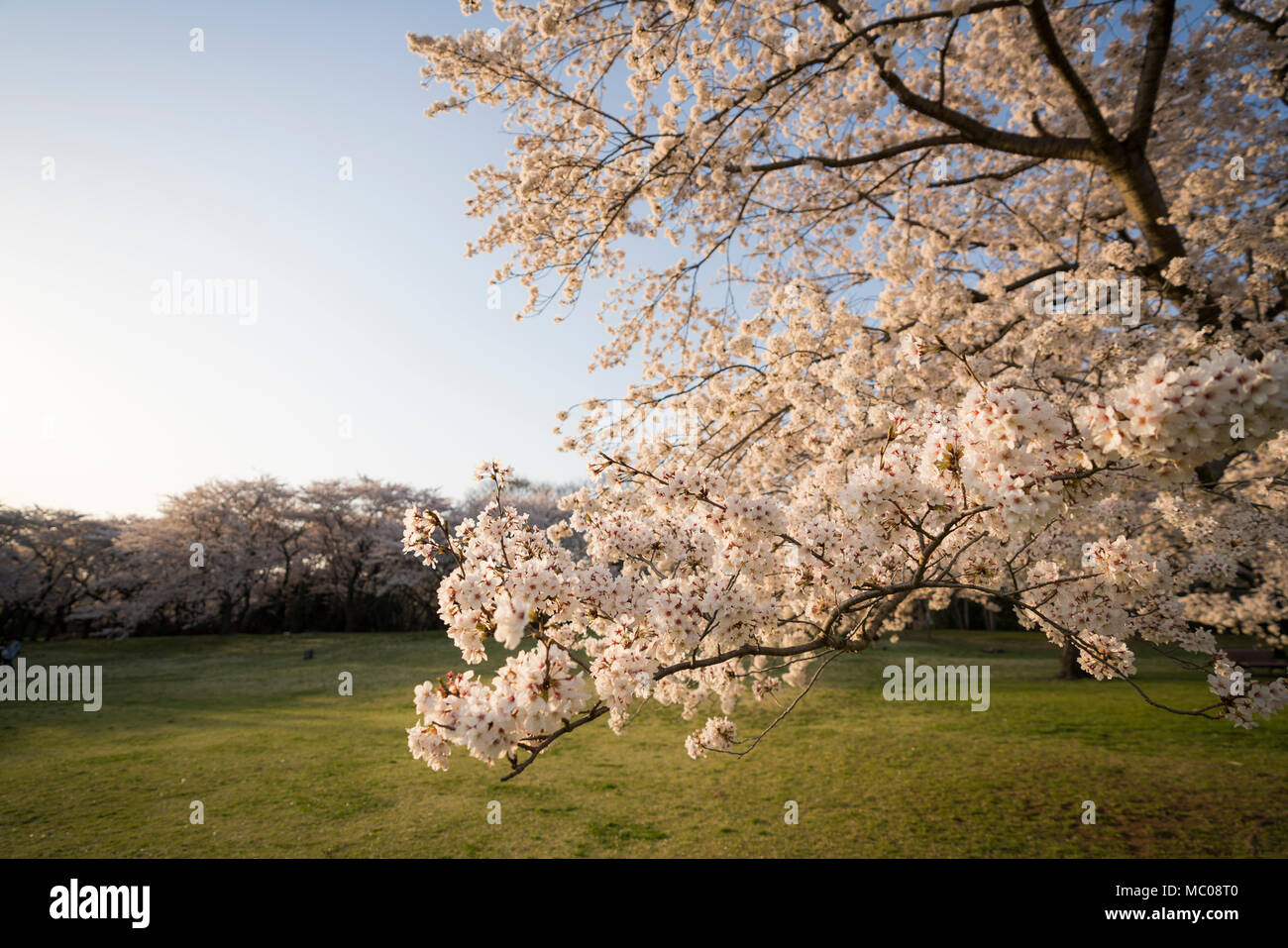 Showa Memorial Park, Tachikawa and Akishima City, Tokyo, Japan Stock ...