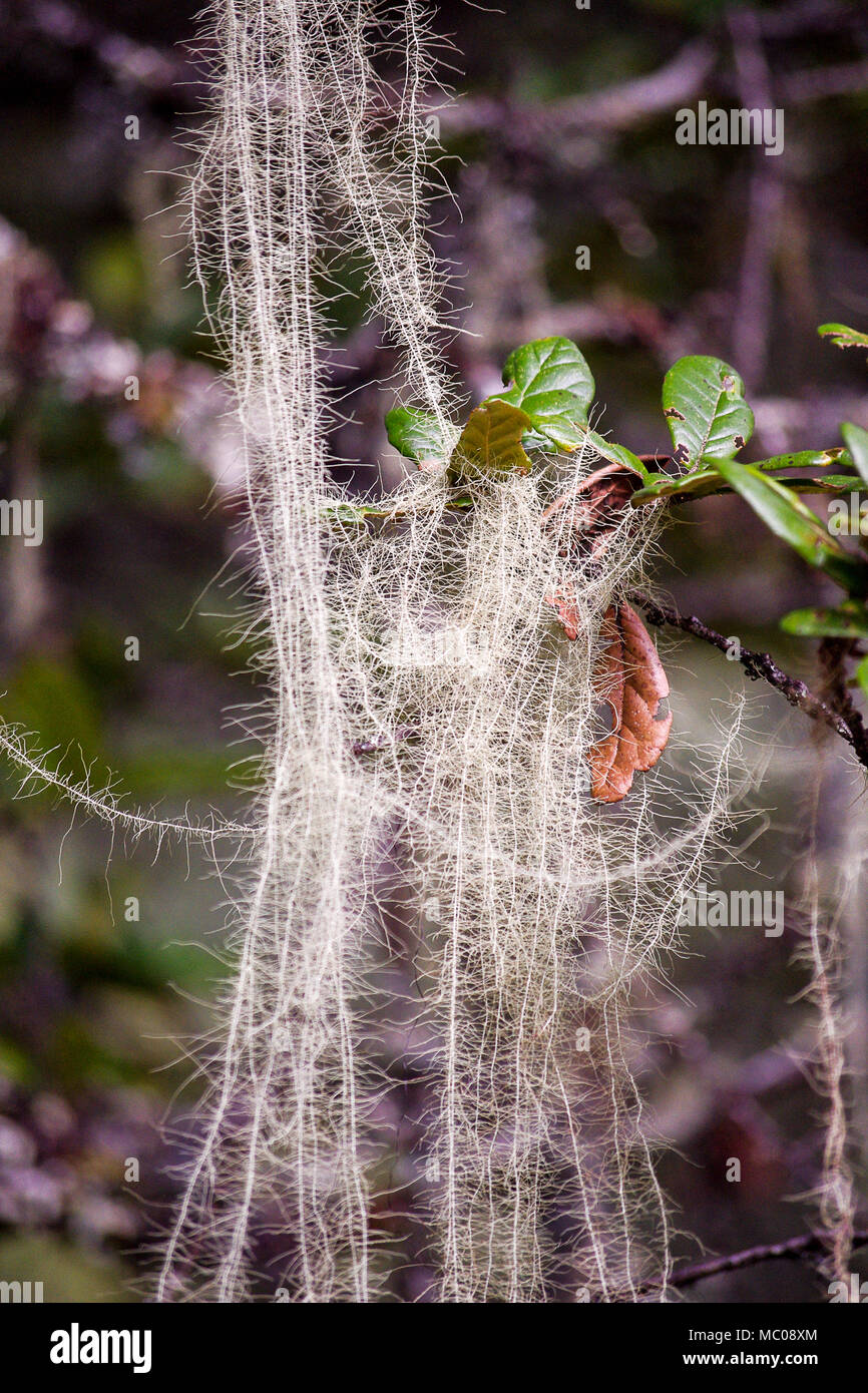 Tangled shrubs hi-res stock photography and images - Alamy