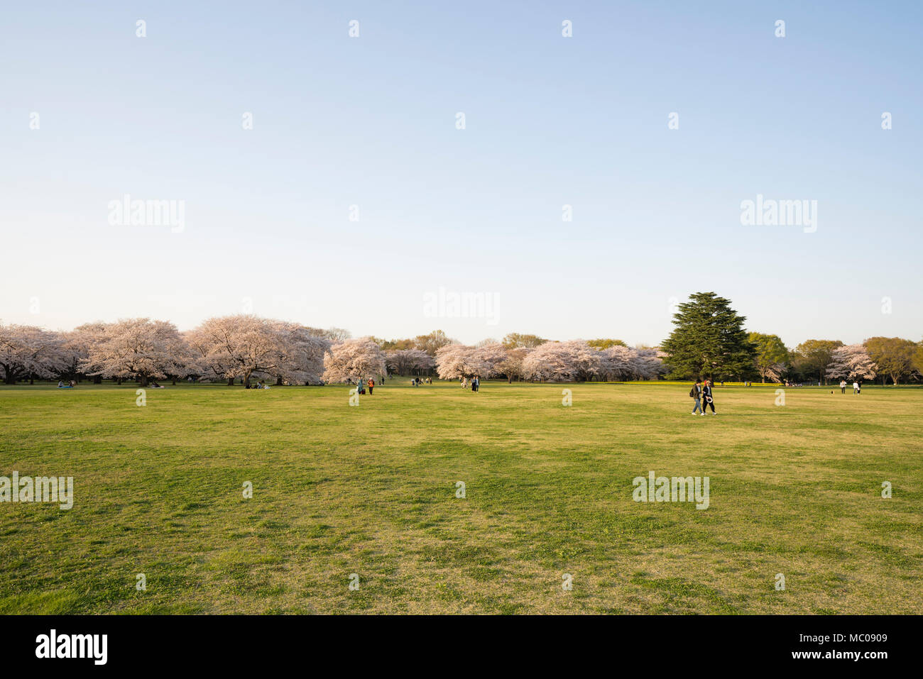 Showa Memorial Park, Tachikawa and Akishima City, Tokyo, Japan Stock ...