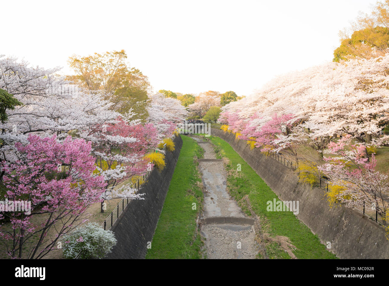 Showa Memorial Park, Tachikawa and Akishima City, Tokyo, Japan Stock ...