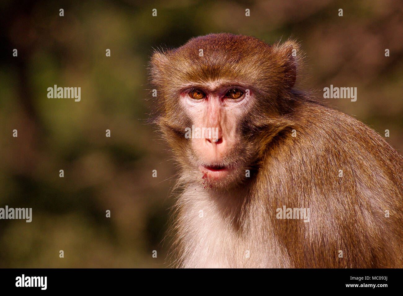 Portrait of a Rhesus Macaque (Macaca mulatta) monkey, Kam Shan country ...