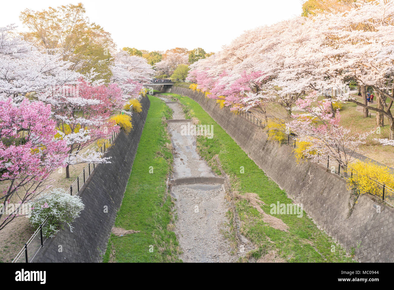 Showa Memorial Park, Tachikawa and Akishima City, Tokyo, Japan Stock ...