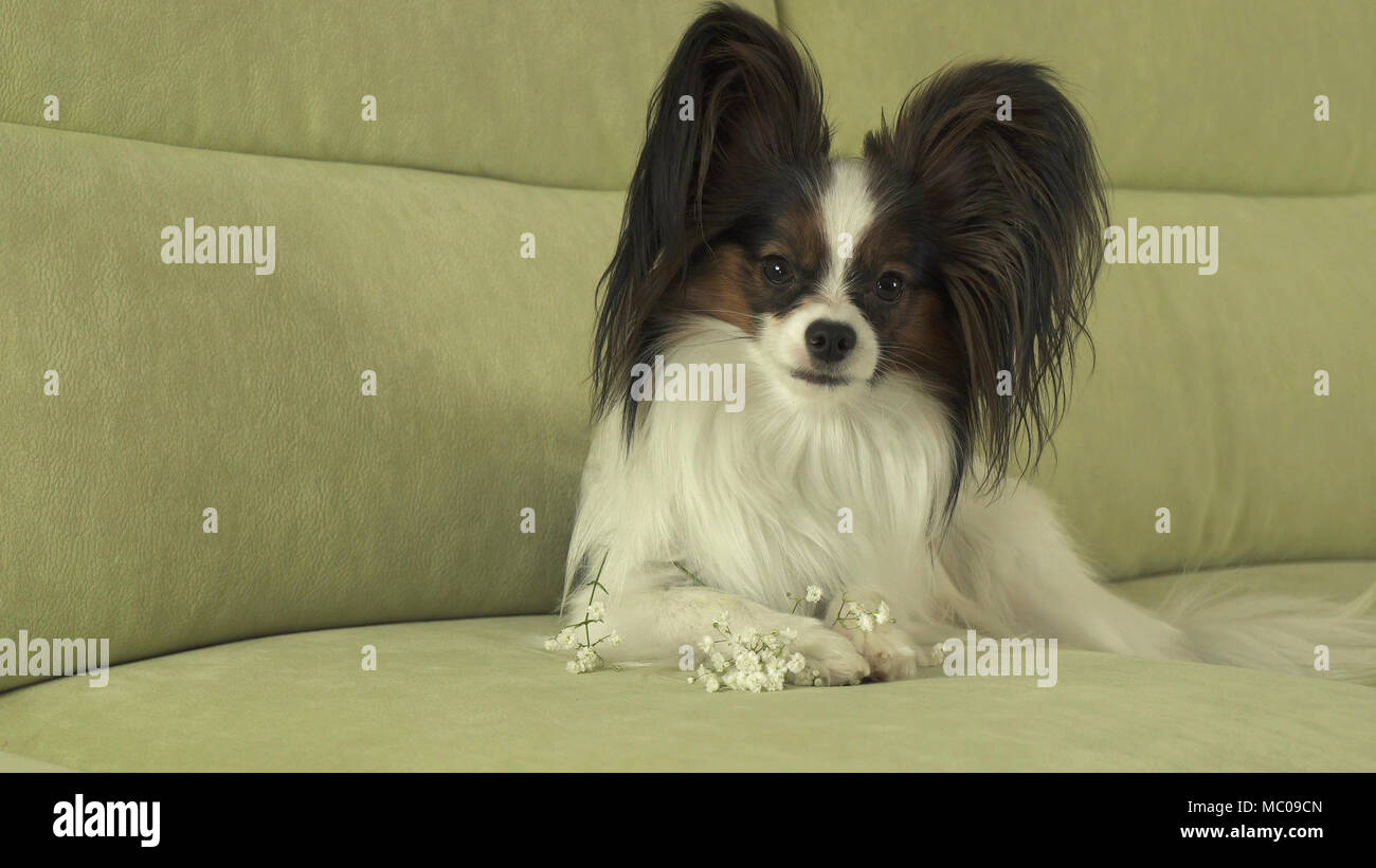 Beautiful young male dog Papillon on couch Stock Photo - Alamy