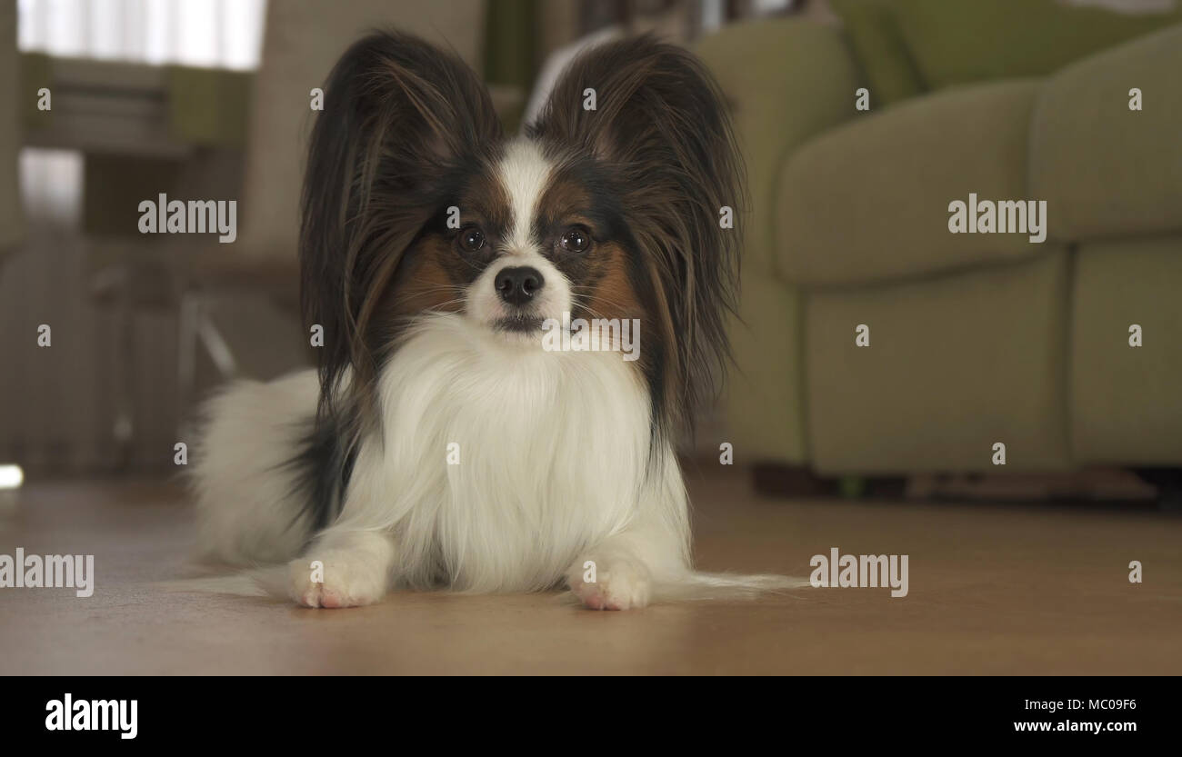 Papillon living hi-res stock photography and images - Alamy