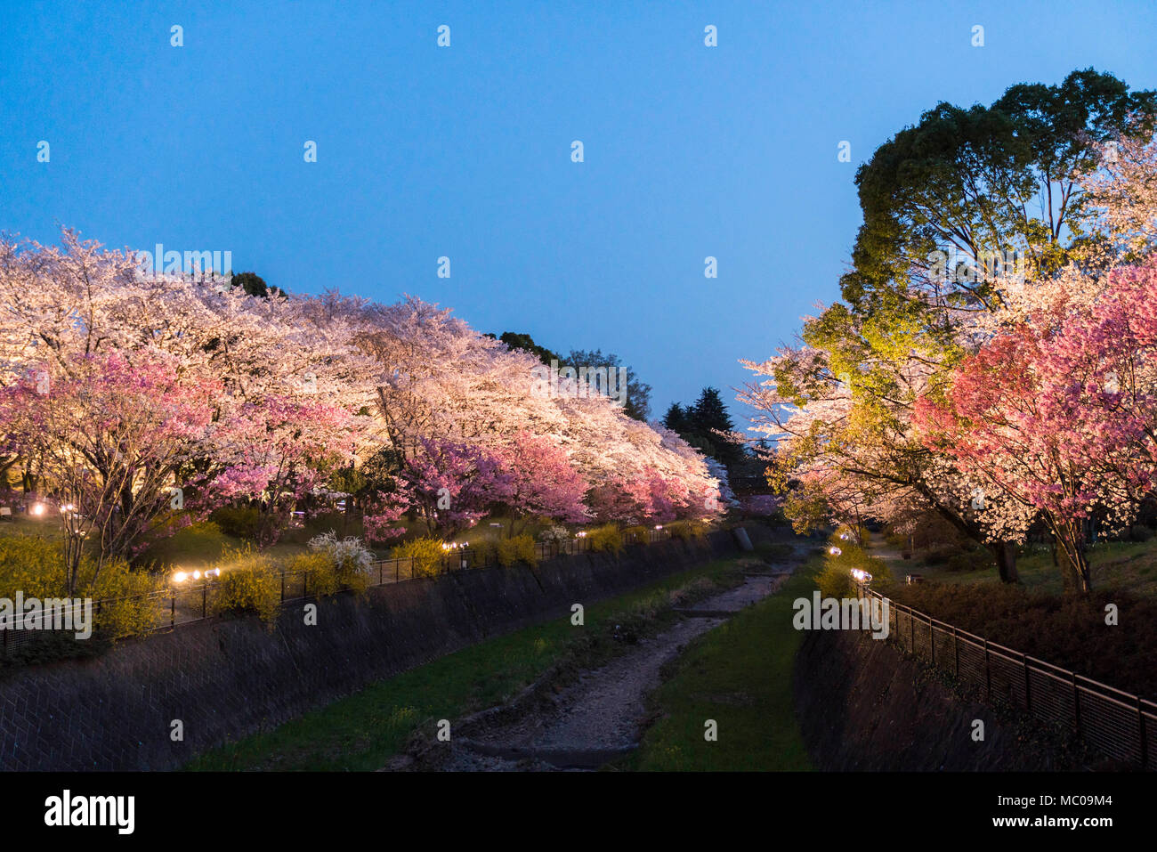 Showa Memorial Park, Tachikawa and Akishima City, Tokyo, Japan Stock ...