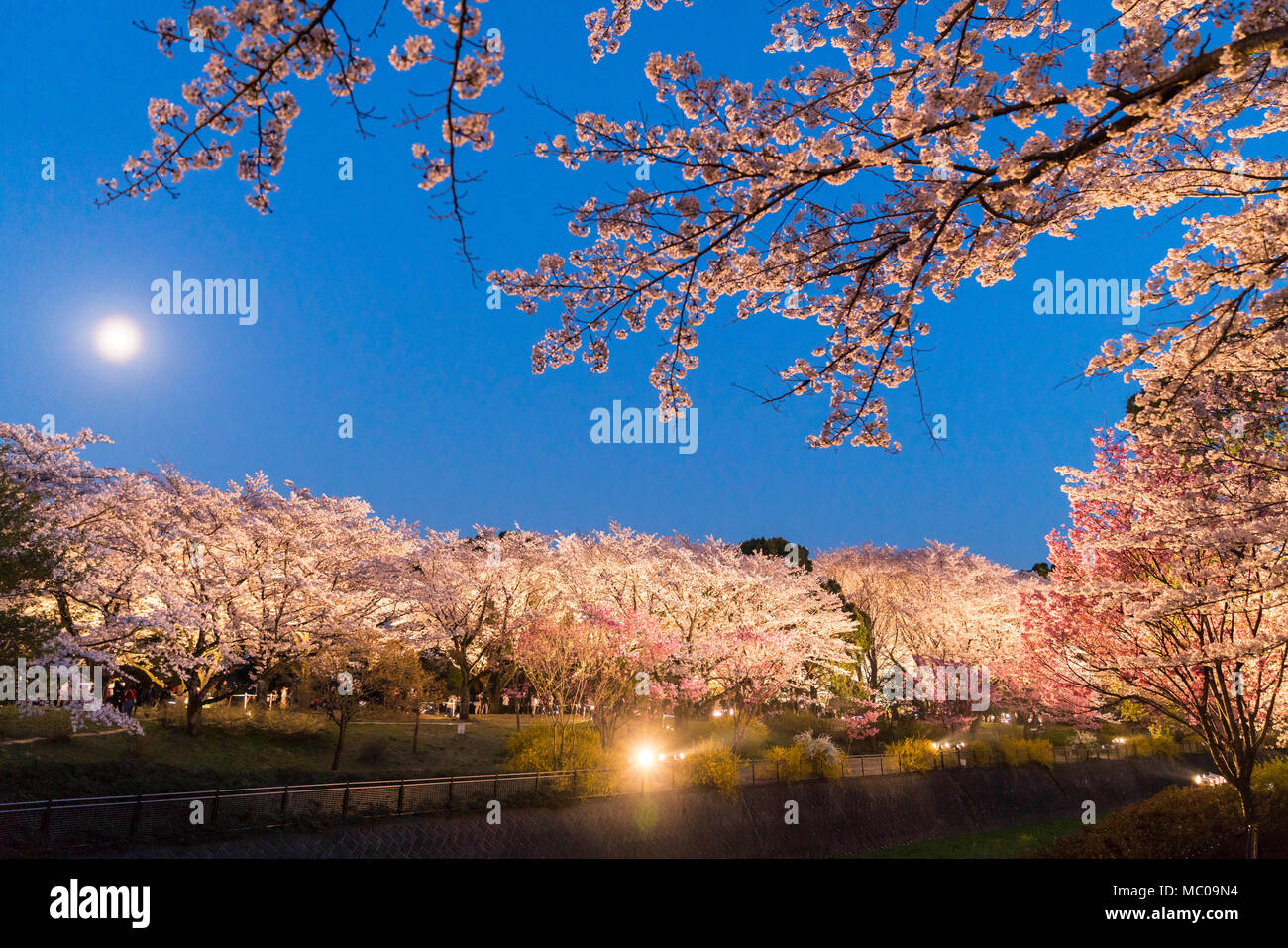 Showa Memorial Park, Tachikawa and Akishima City, Tokyo, Japan Stock ...