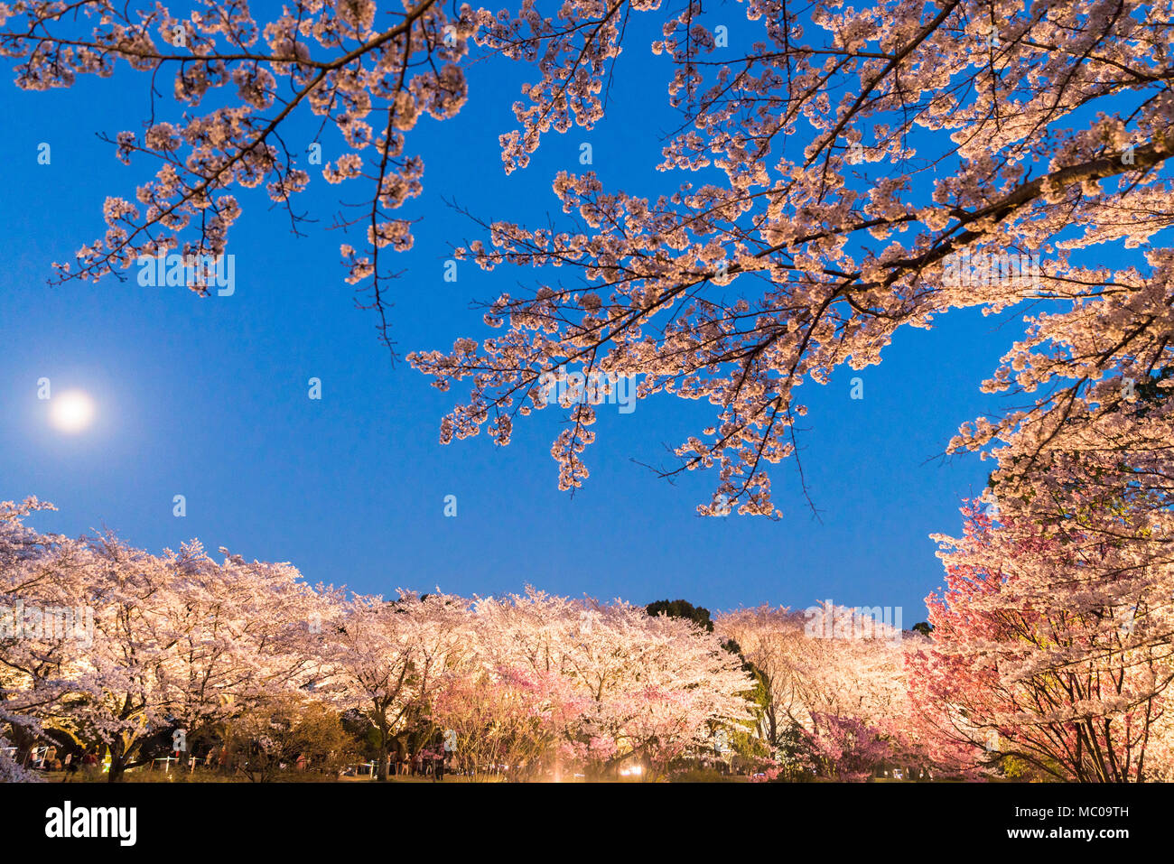 Showa Memorial Park, Tachikawa and Akishima City, Tokyo, Japan Stock ...