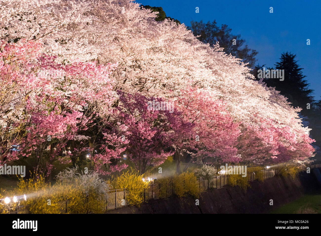 Showa Memorial Park, Tachikawa and Akishima City, Tokyo, Japan Stock ...