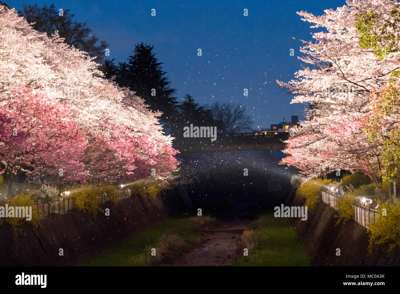 Showa Memorial Park, Tachikawa and Akishima City, Tokyo, Japan Stock ...