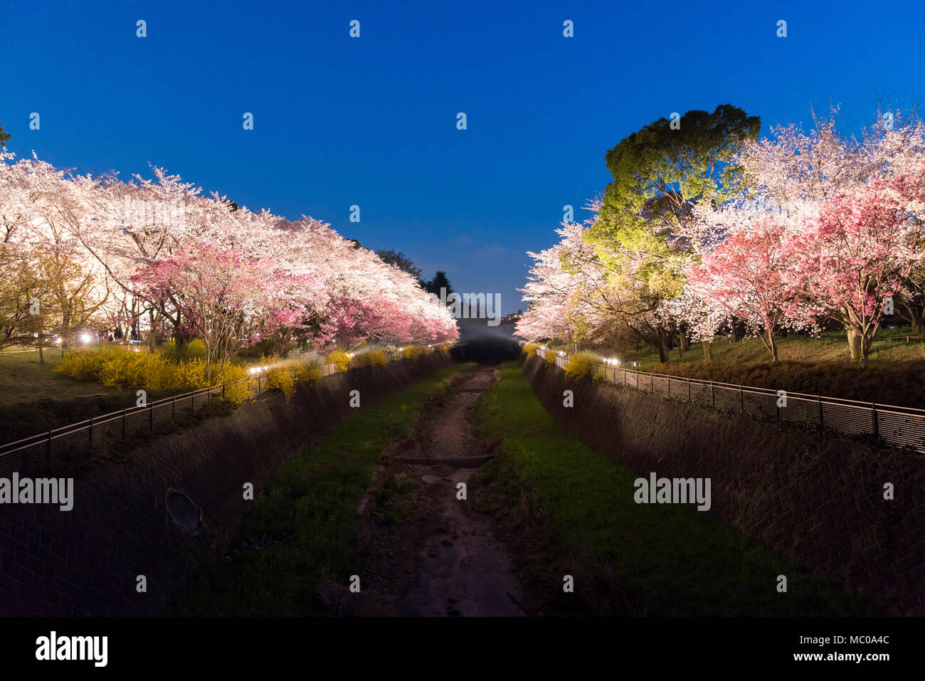 Showa Memorial Park, Tachikawa and Akishima City, Tokyo, Japan Stock ...