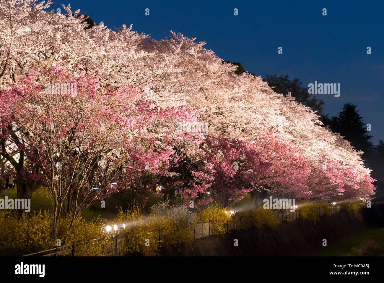 Showa Memorial Park, Tachikawa and Akishima City, Tokyo, Japan Stock ...