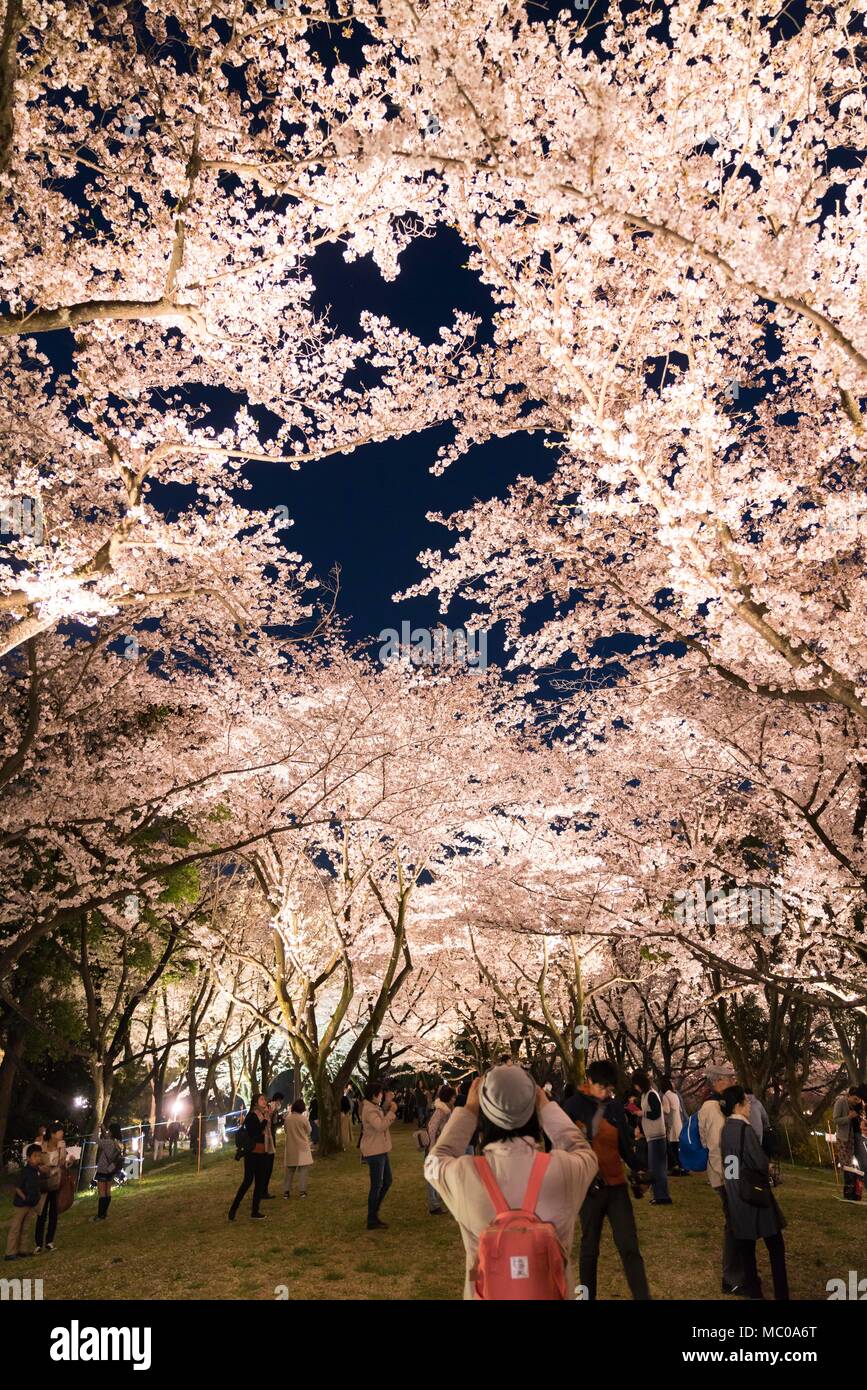 Showa Memorial Park, Tachikawa and Akishima City, Tokyo, Japan Stock ...