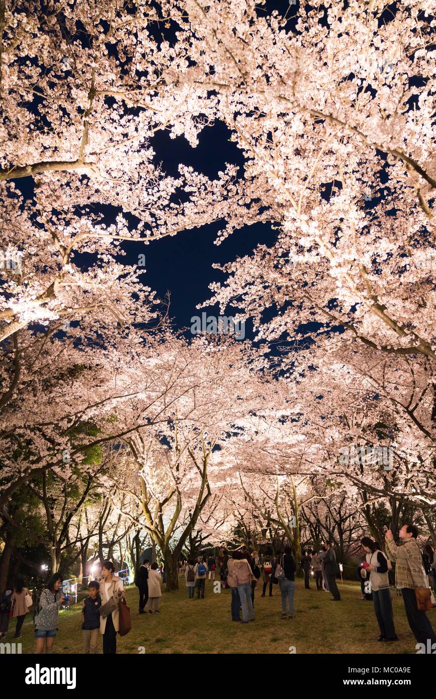Showa Memorial Park, Tachikawa and Akishima City, Tokyo, Japan Stock ...