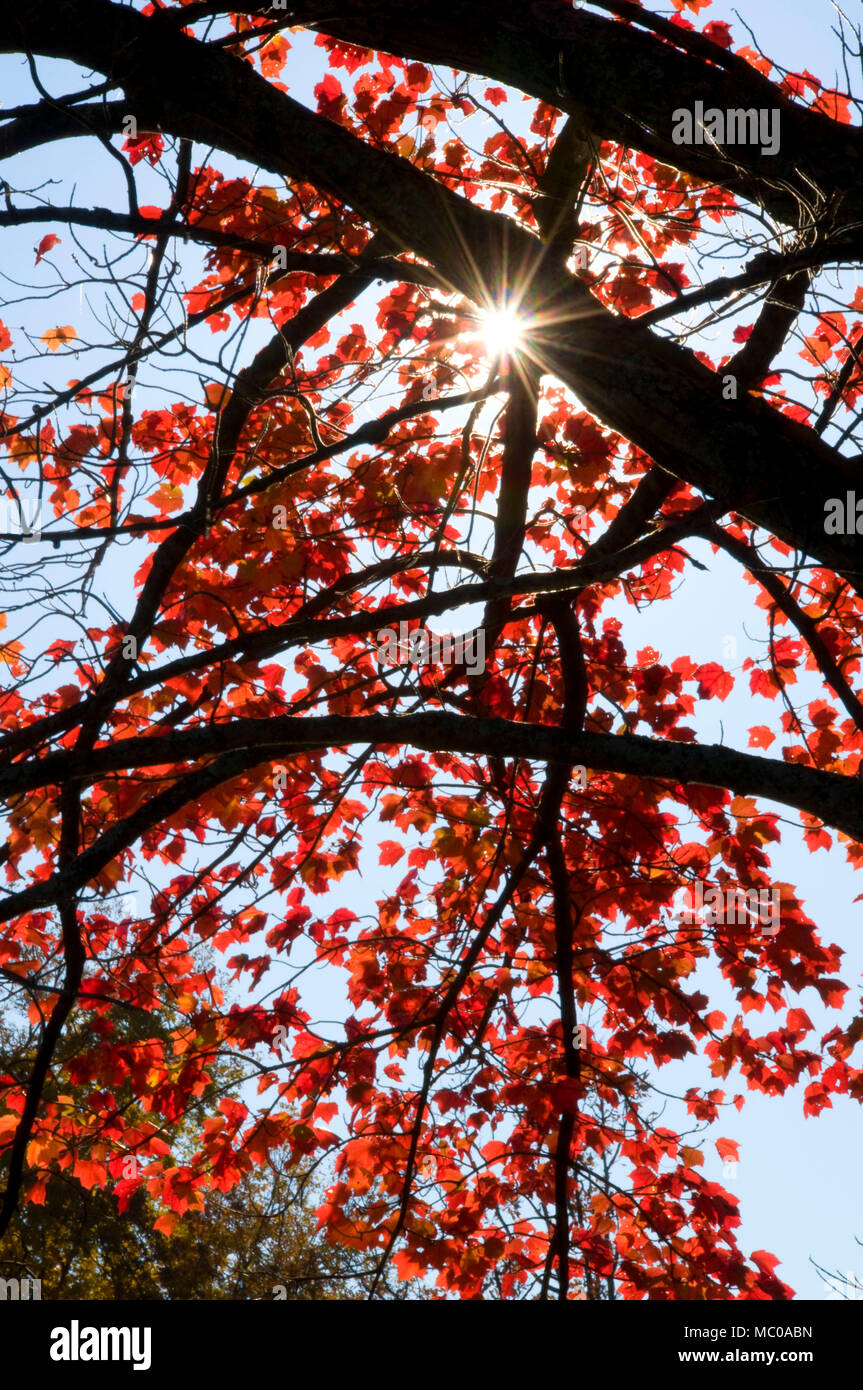 Hill stead museum farmington connecticut hi-res stock photography and ...