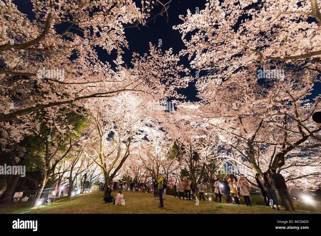 Showa Memorial Park, Tachikawa and Akishima City, Tokyo, Japan Stock ...