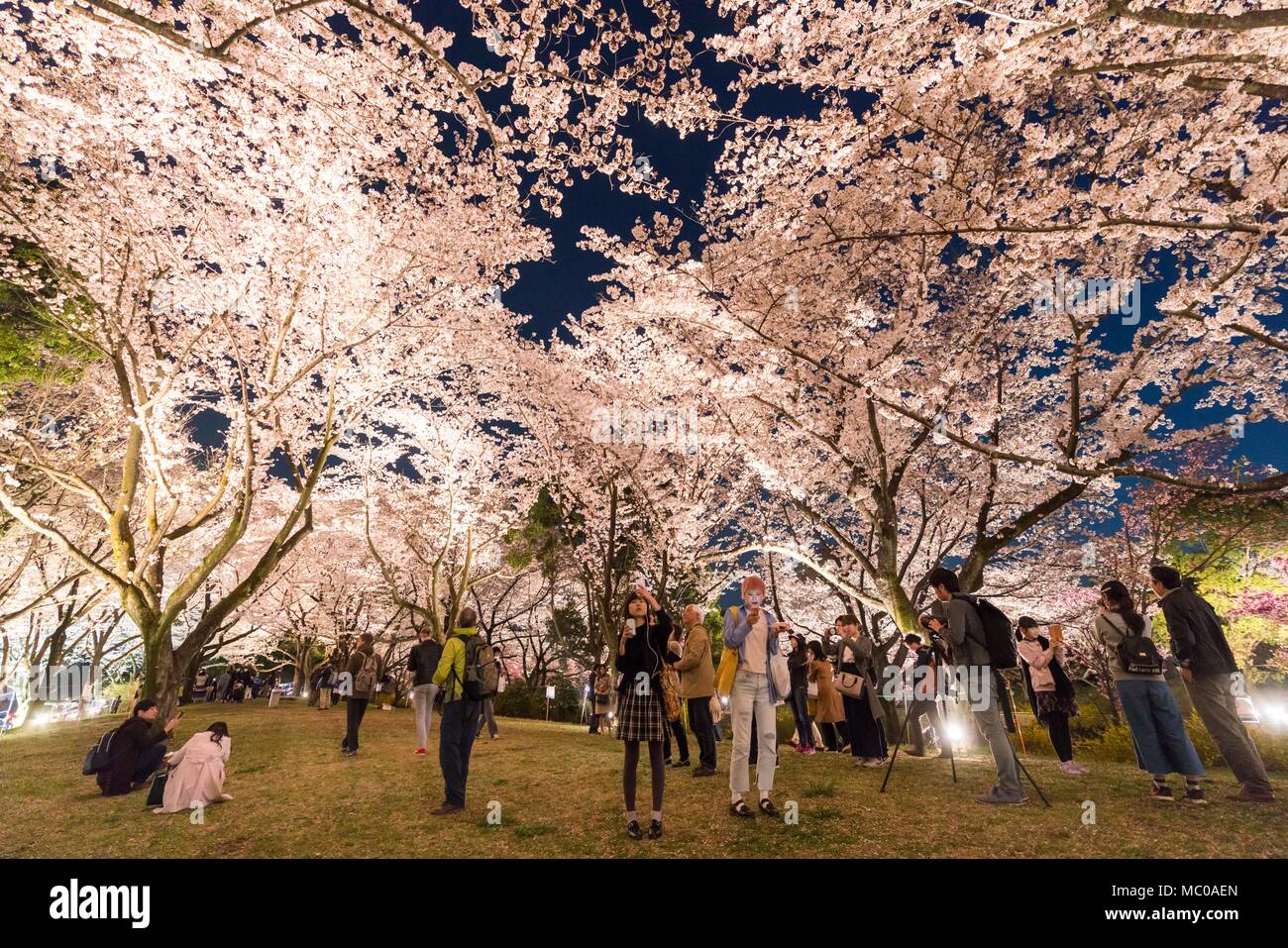 Showa Memorial Park, Tachikawa and Akishima City, Tokyo, Japan Stock ...