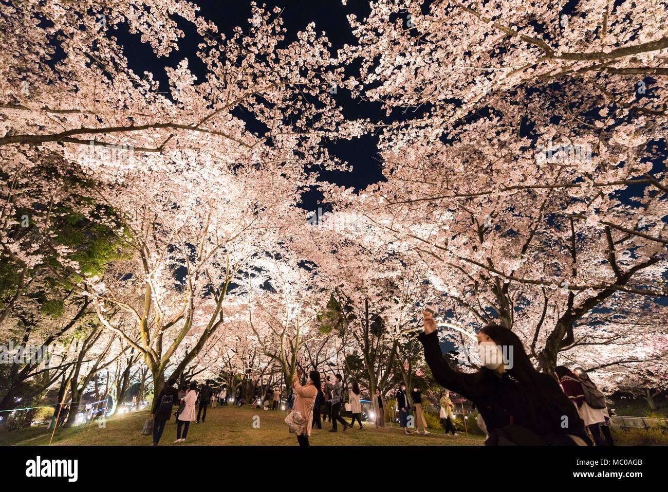 Showa Memorial Park, Tachikawa and Akishima City, Tokyo, Japan Stock ...