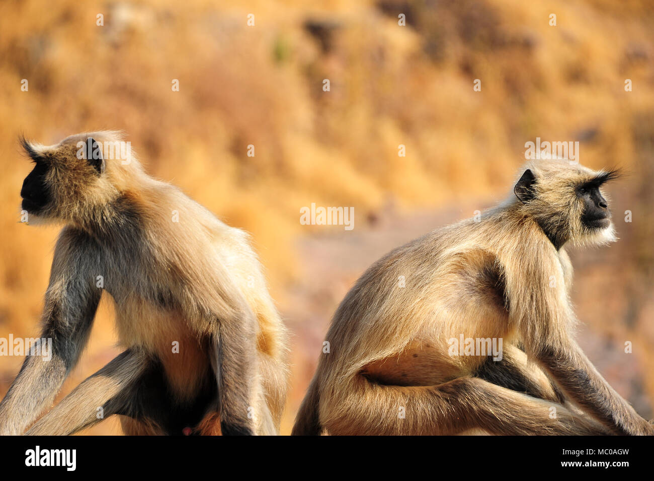 Pair of Hanuman or grey langurs (Semnopithecus entellus - meaning ...