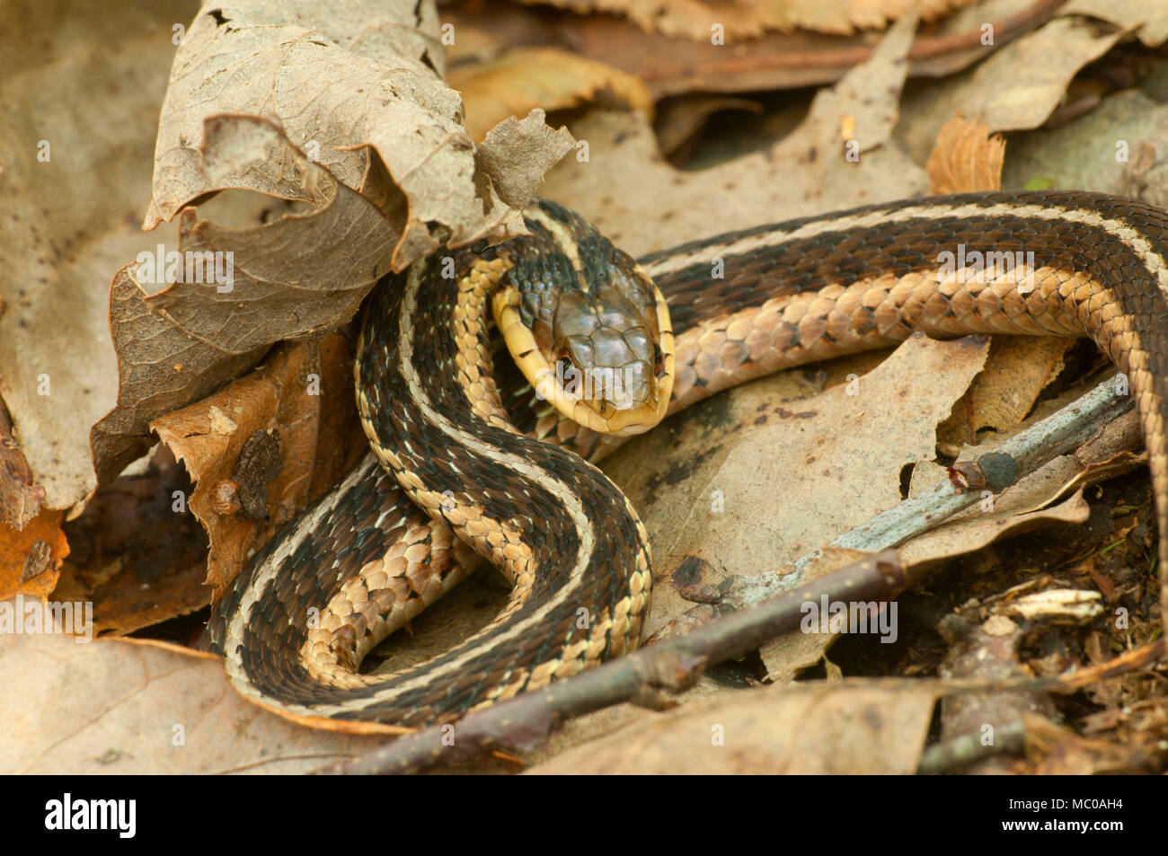 Connecticut snake hi-res stock photography and images - Alamy