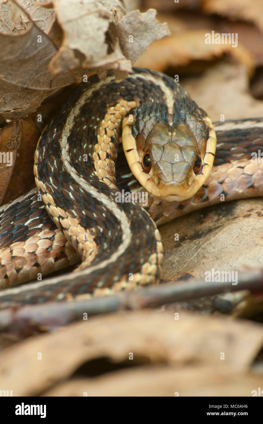 Garter snake, Cockaponset State Forest, Connecticut Stock Photo - Alamy