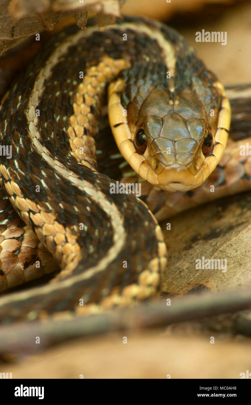 Garter snake, Cockaponset State Forest, Connecticut Stock Photo - Alamy