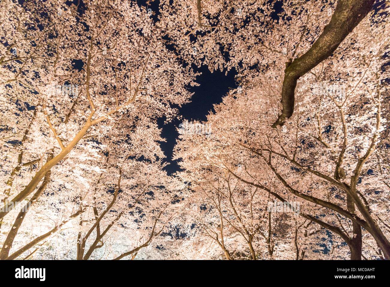Showa Memorial Park, Tachikawa and Akishima City, Tokyo, Japan Stock ...