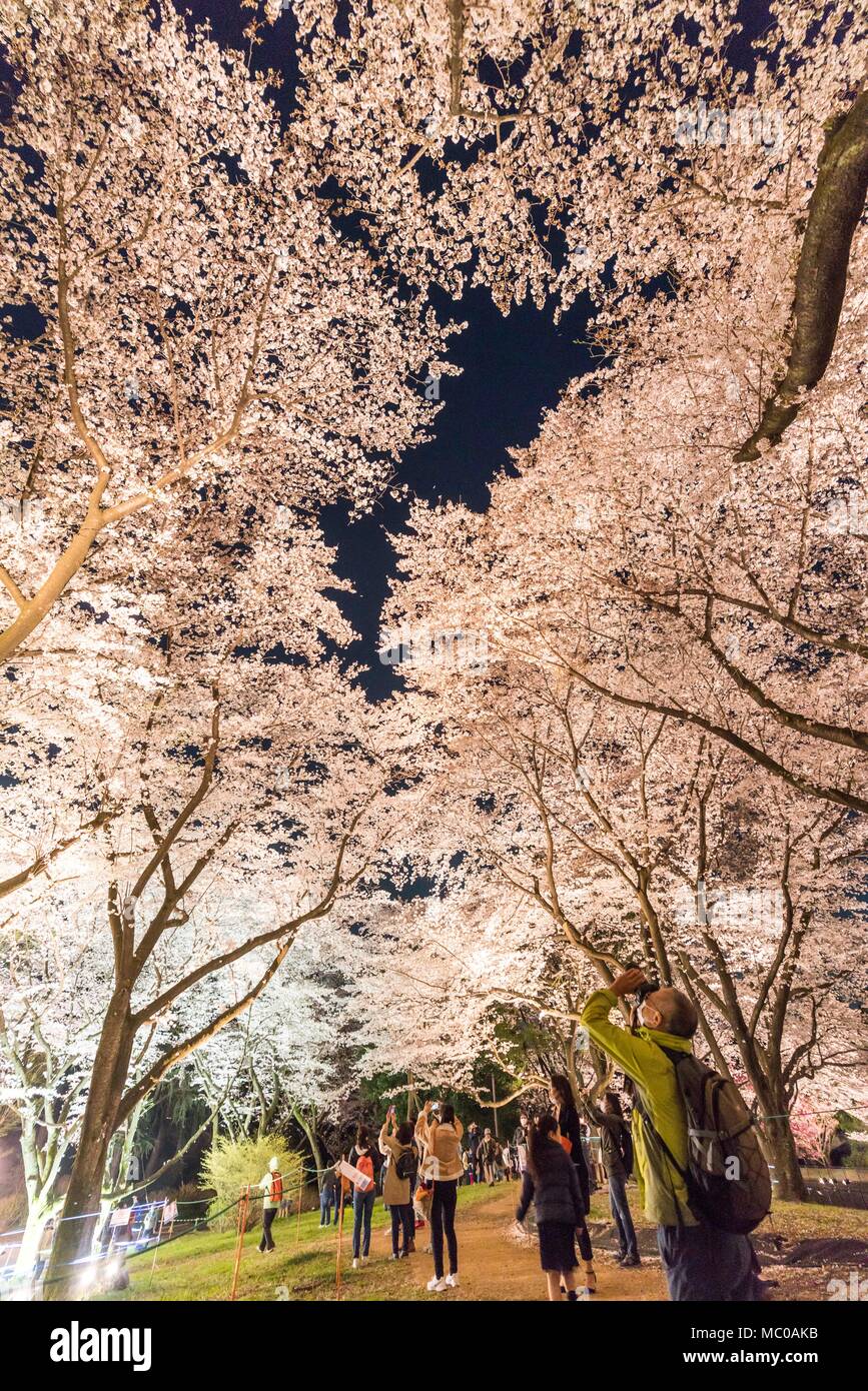 Showa Memorial Park, Tachikawa and Akishima City, Tokyo, Japan Stock ...