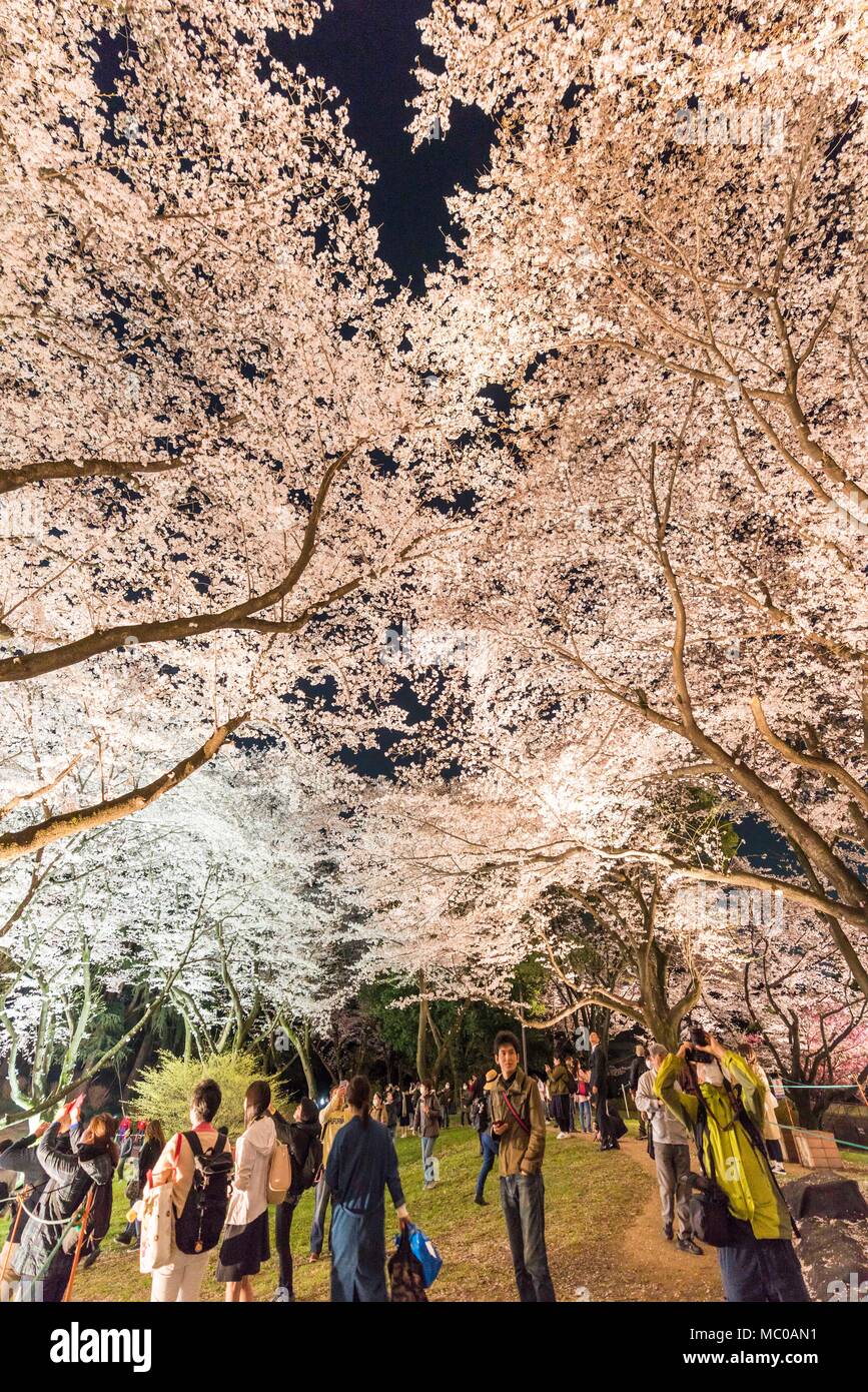 Showa Memorial Park, Tachikawa and Akishima City, Tokyo, Japan Stock ...