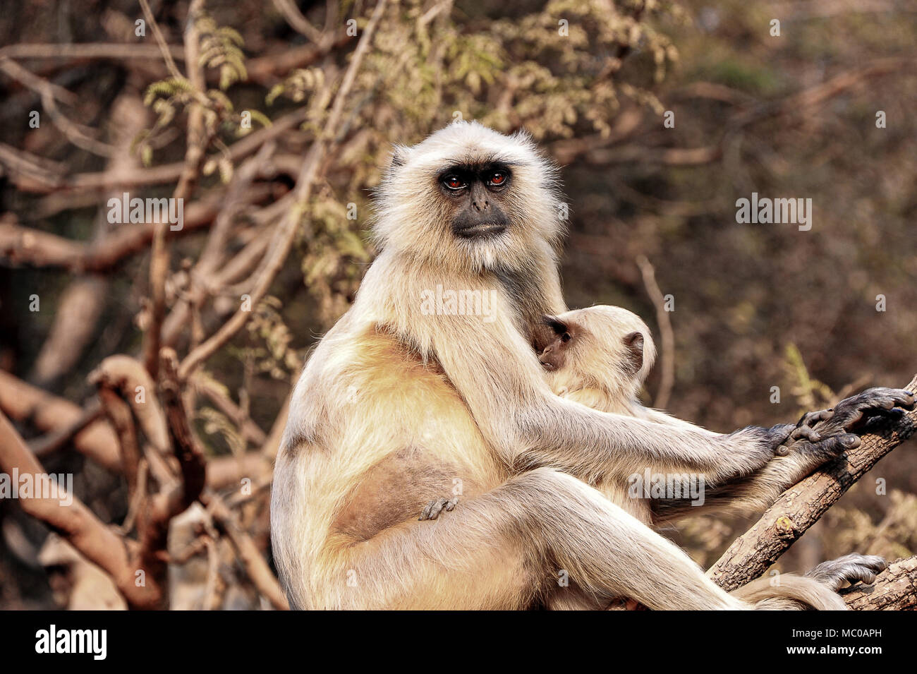 Infant grey langur hi-res stock photography and images - Alamy