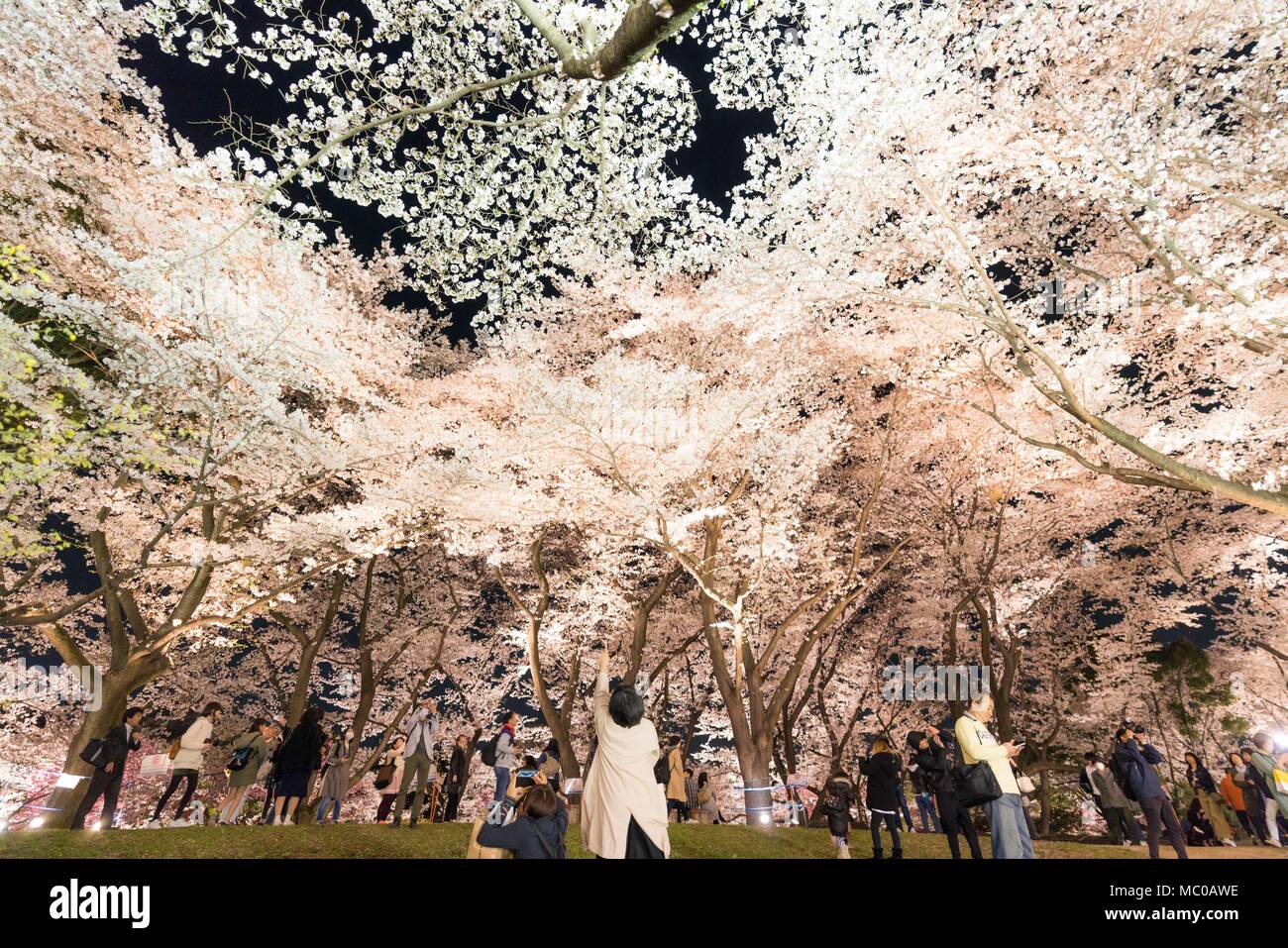 Showa Memorial Park, Tachikawa and Akishima City, Tokyo, Japan Stock ...