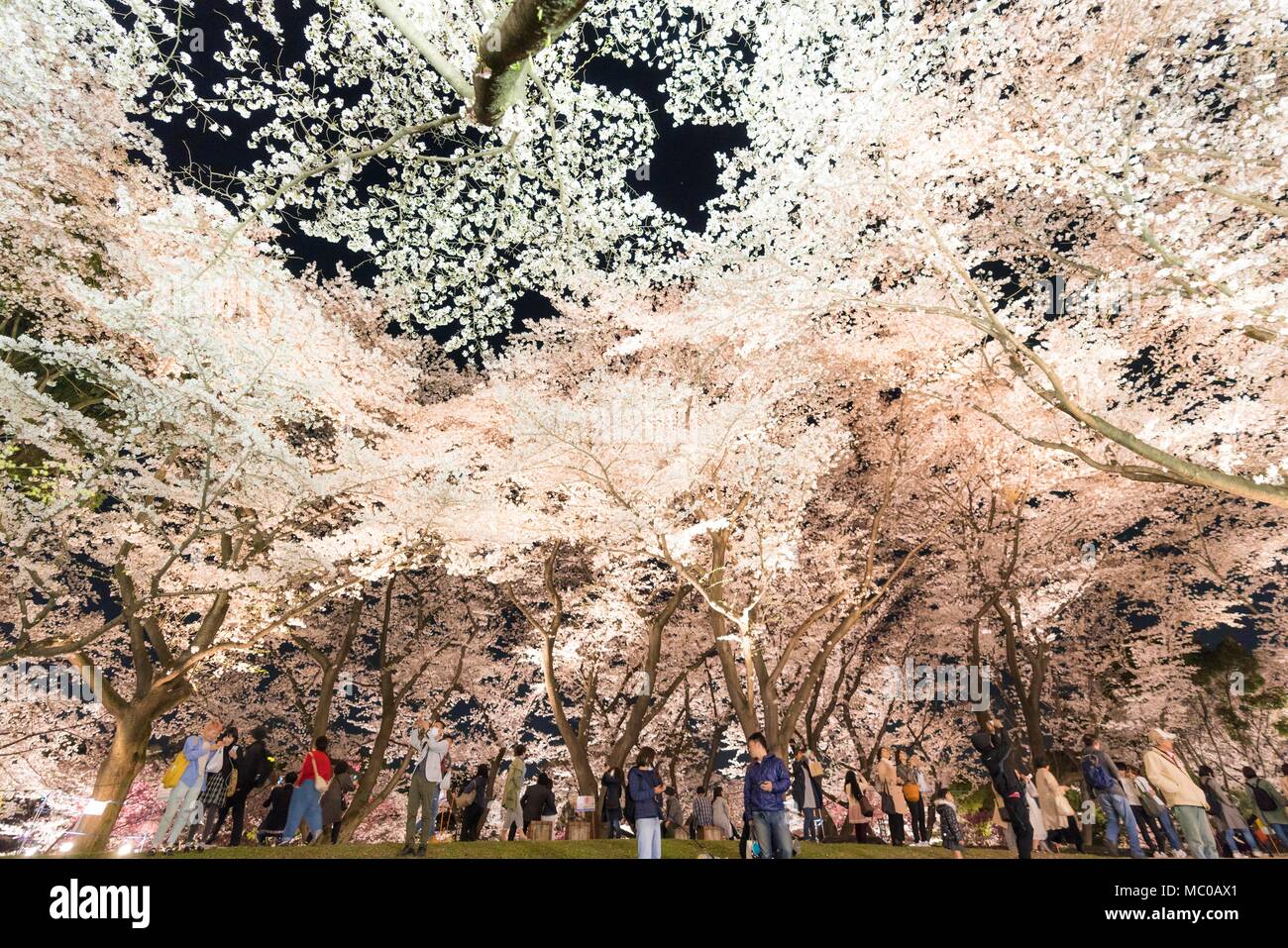 Showa Memorial Park, Tachikawa and Akishima City, Tokyo, Japan Stock ...
