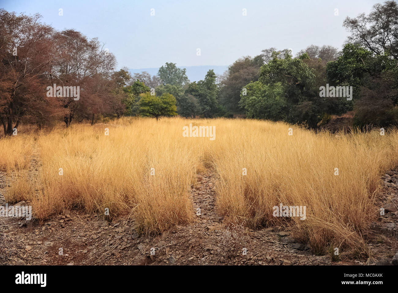 Beautiful landscape in Ranthambore National Park, India. Jungle ...
