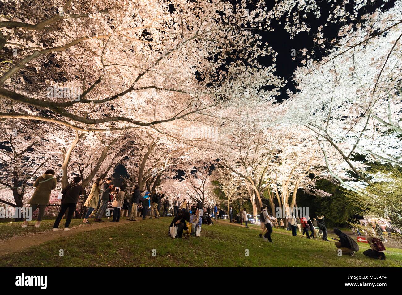 Showa Memorial Park, Tachikawa and Akishima City, Tokyo, Japan Stock ...