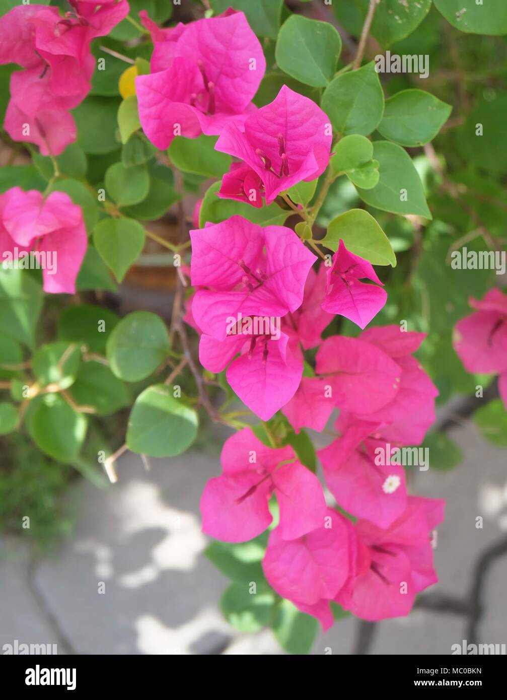 Purple lesser bougainvillea hi-res stock photography and images - Alamy