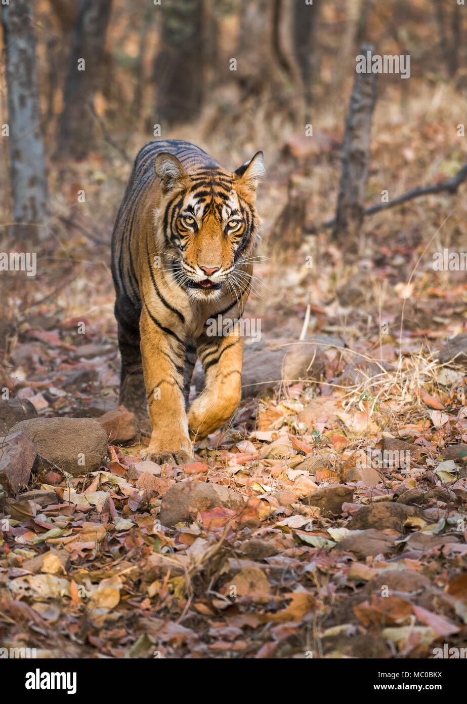 Wild female tiger cub hi-res stock photography and images - Alamy