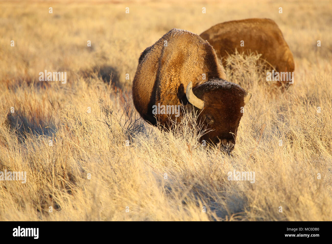 Two American bison buffalo Stock Photo - Alamy