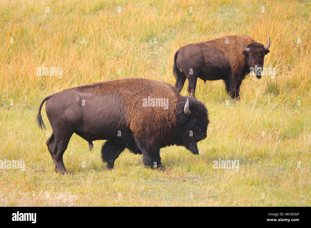 Two american bison hi-res stock photography and images - Alamy