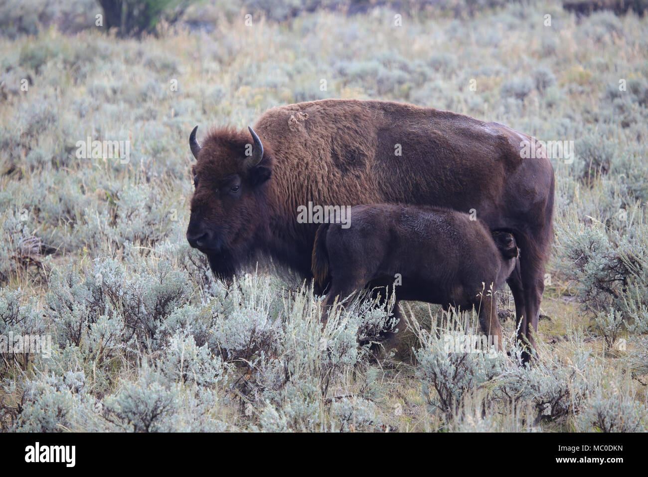 Two American bison buffalo Stock Photo - Alamy