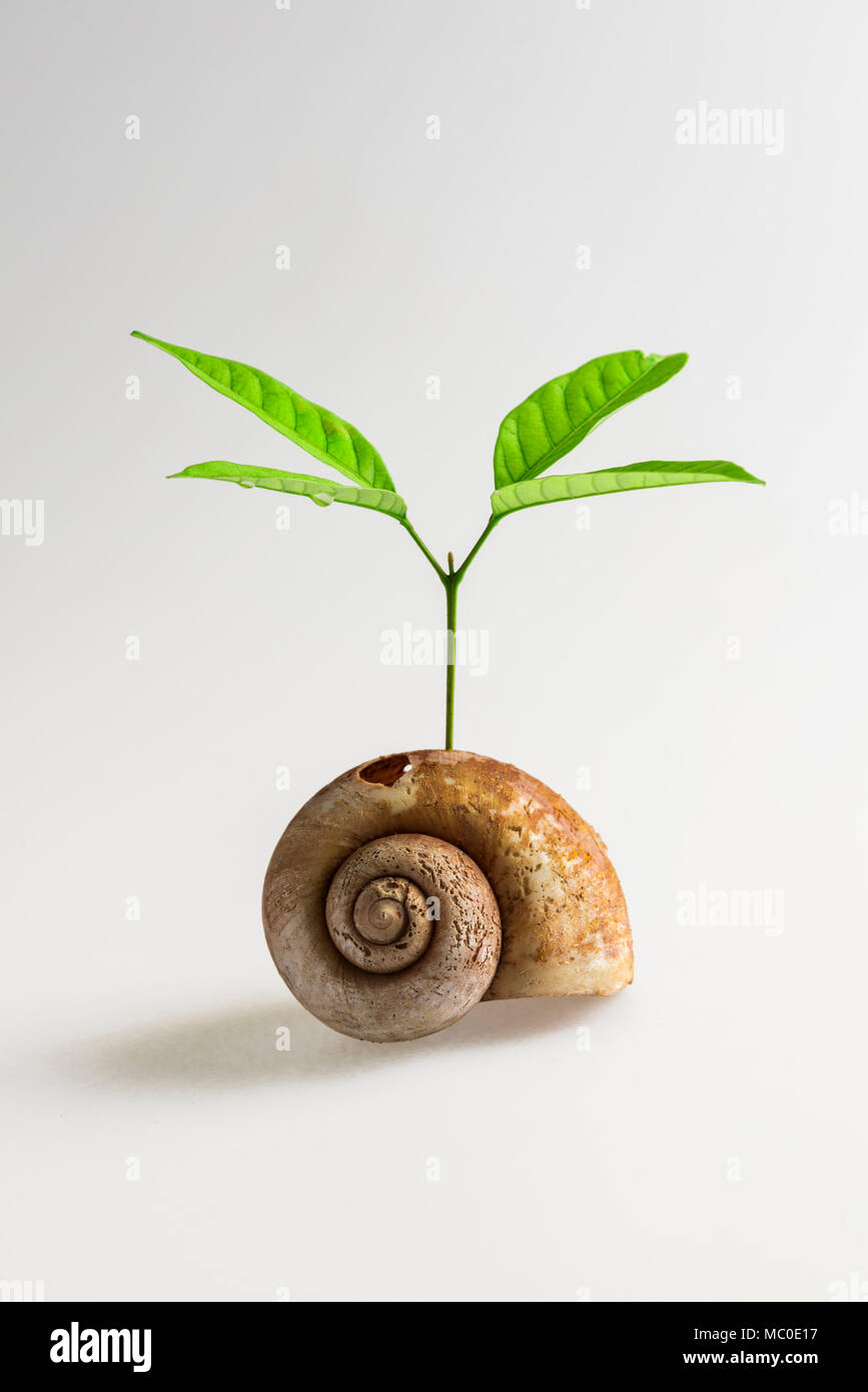 Strong plant hi-res stock photography and images - Alamy