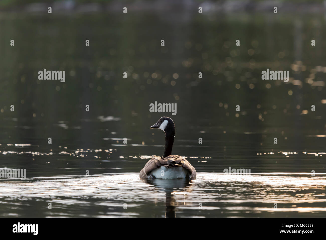 Beaver goose hi-res stock photography and images - Alamy