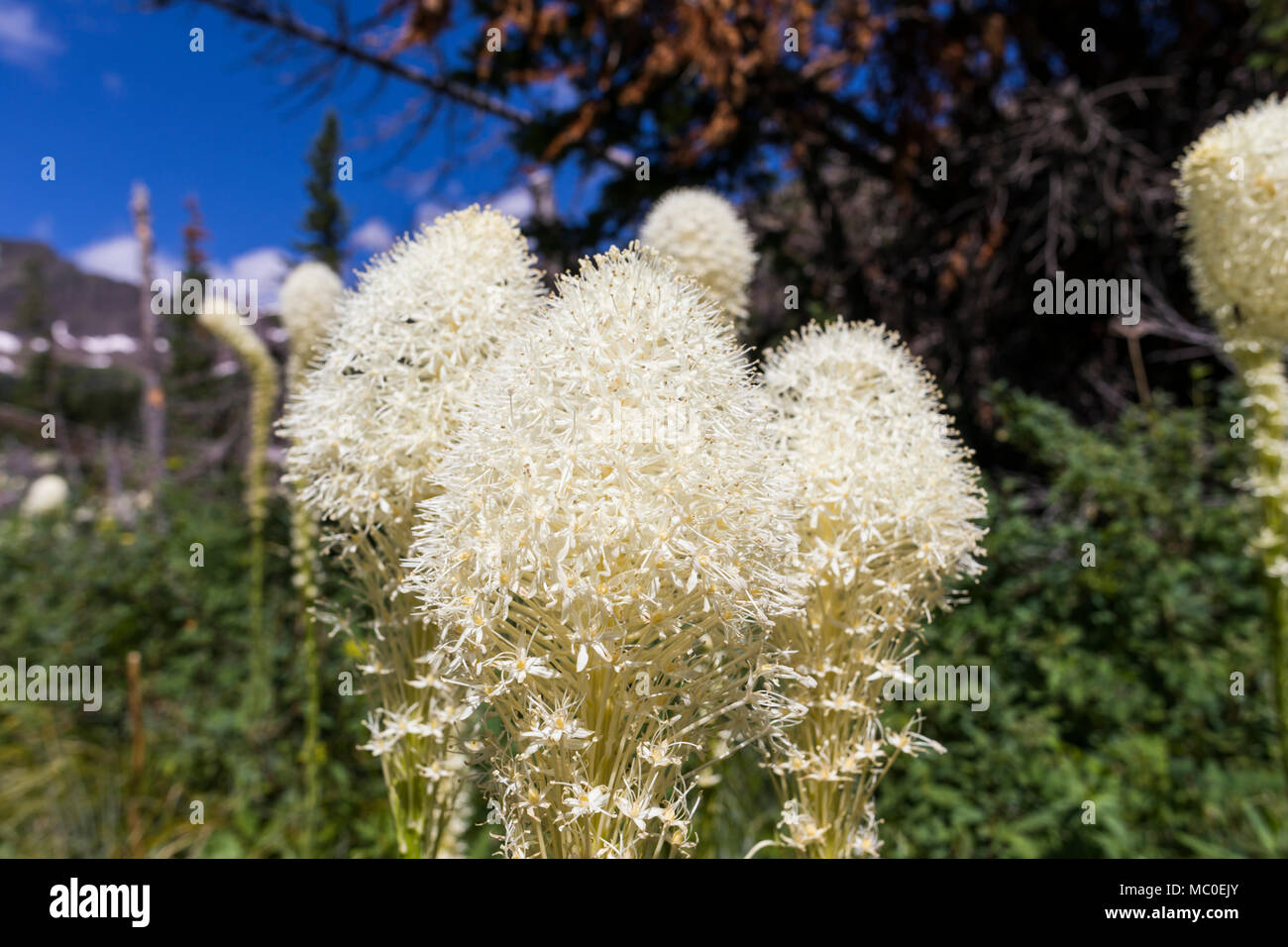 Squaw Flower High Resolution Stock Photography and Images - Alamy