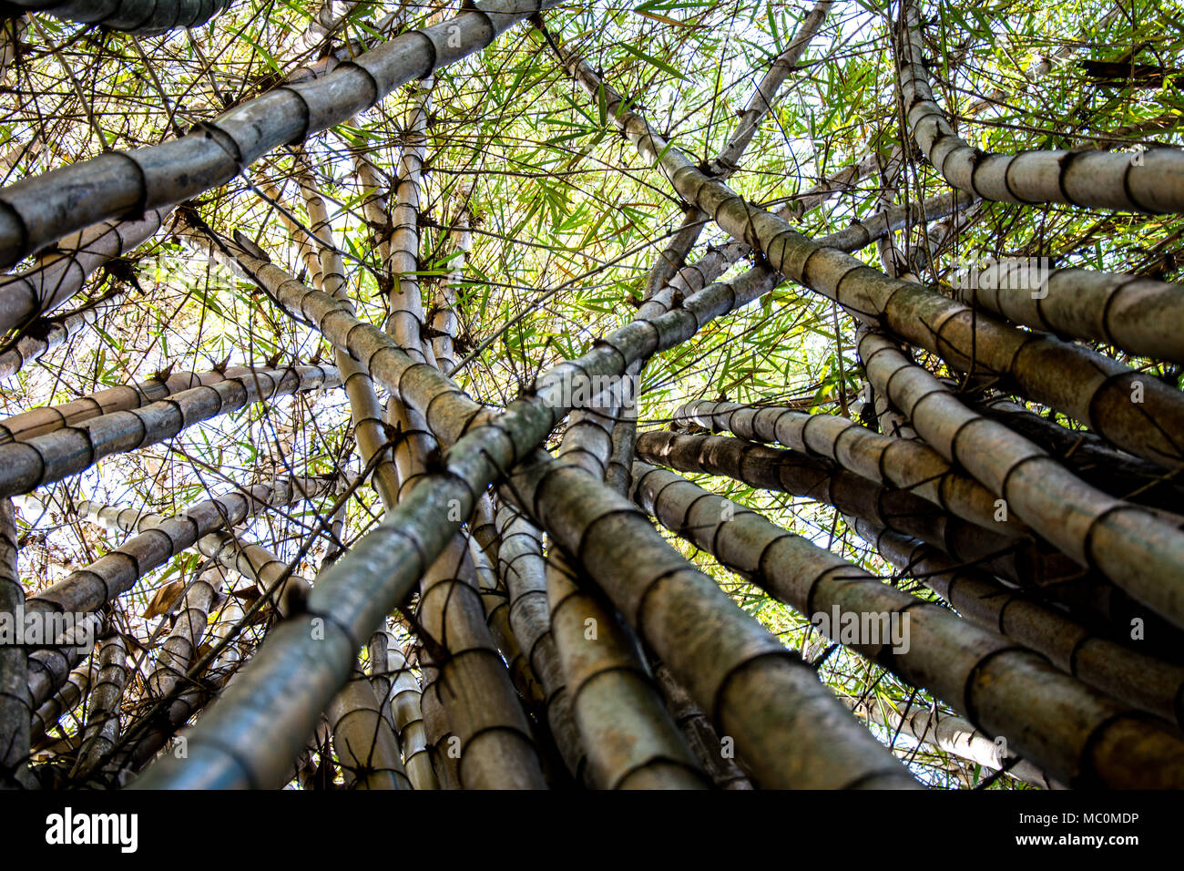 Bamboo trunks hi-res stock photography and images - Alamy