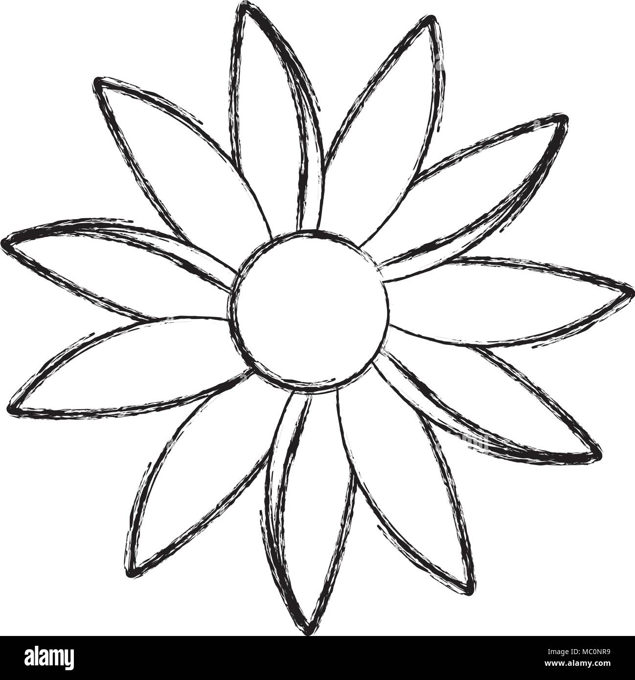 Flower marguerite daisy Black and White Stock Photos & Images - Alamy