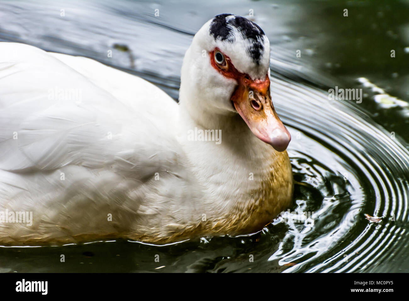 Strong facial expression hi-res stock photography and images - Alamy
