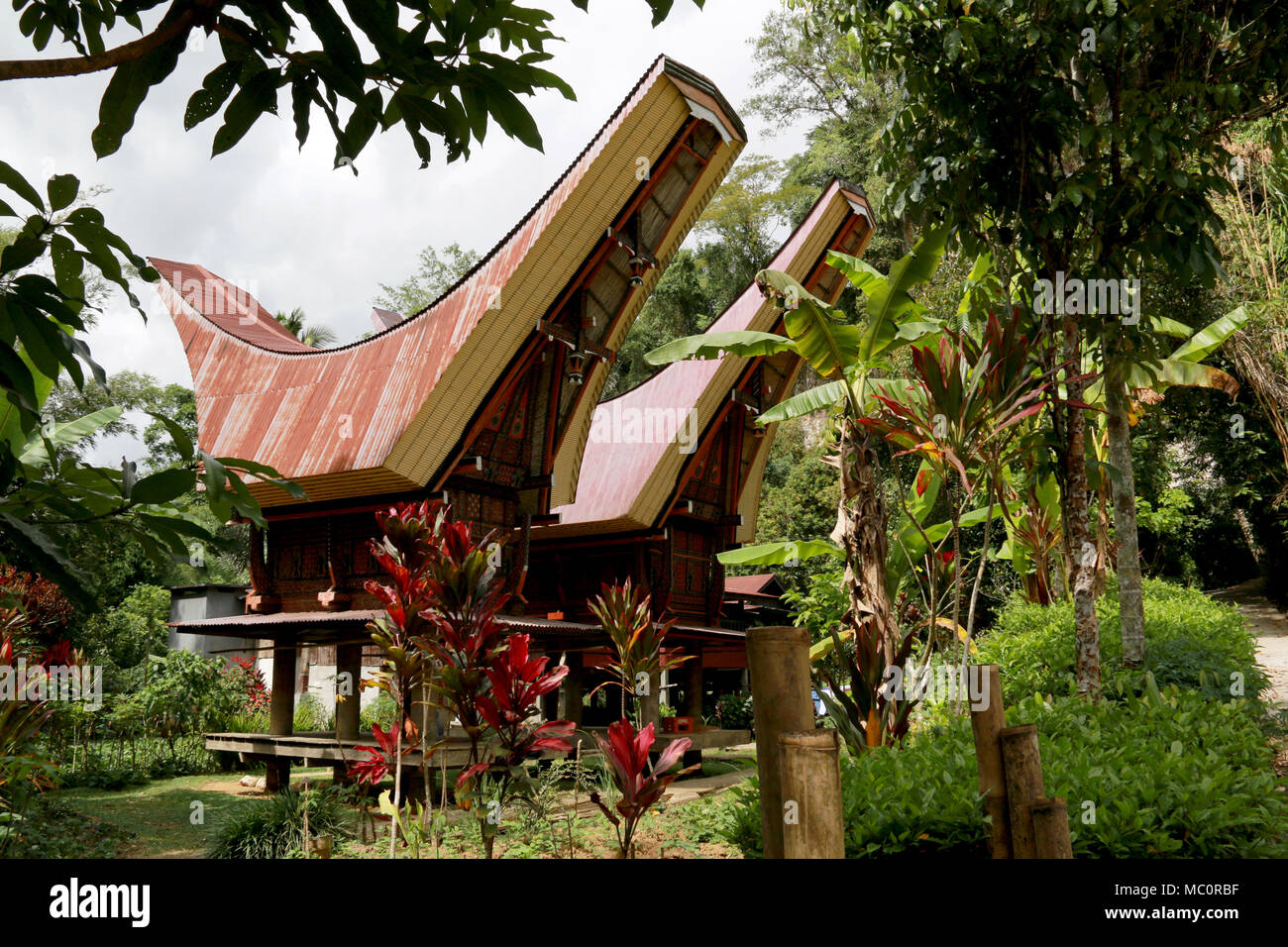 Tongkonans, traditional Toraja houses with massive peaked-roofs, in a ...
