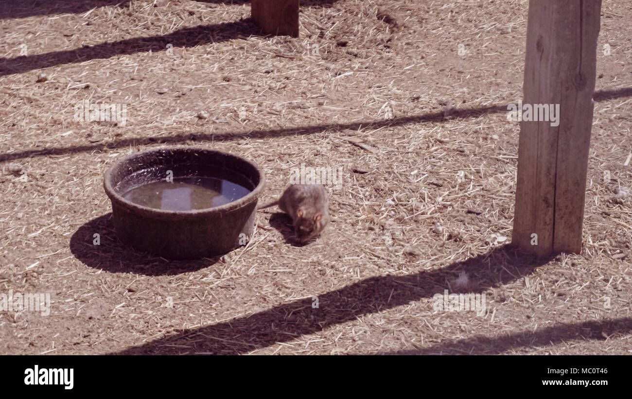 Field mouse on urban farm Stock Photo - Alamy